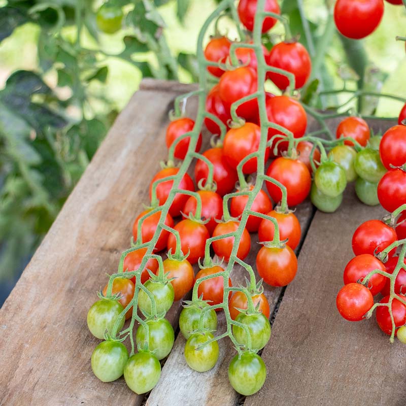 Tomato Tutti Frutti Cherry Baby Red F1 Seed – Harris Seeds