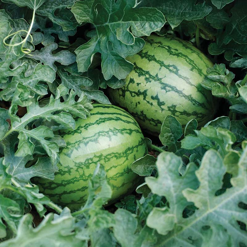 Watermelon Wild Card Plus F1 Seed – Harris Seeds