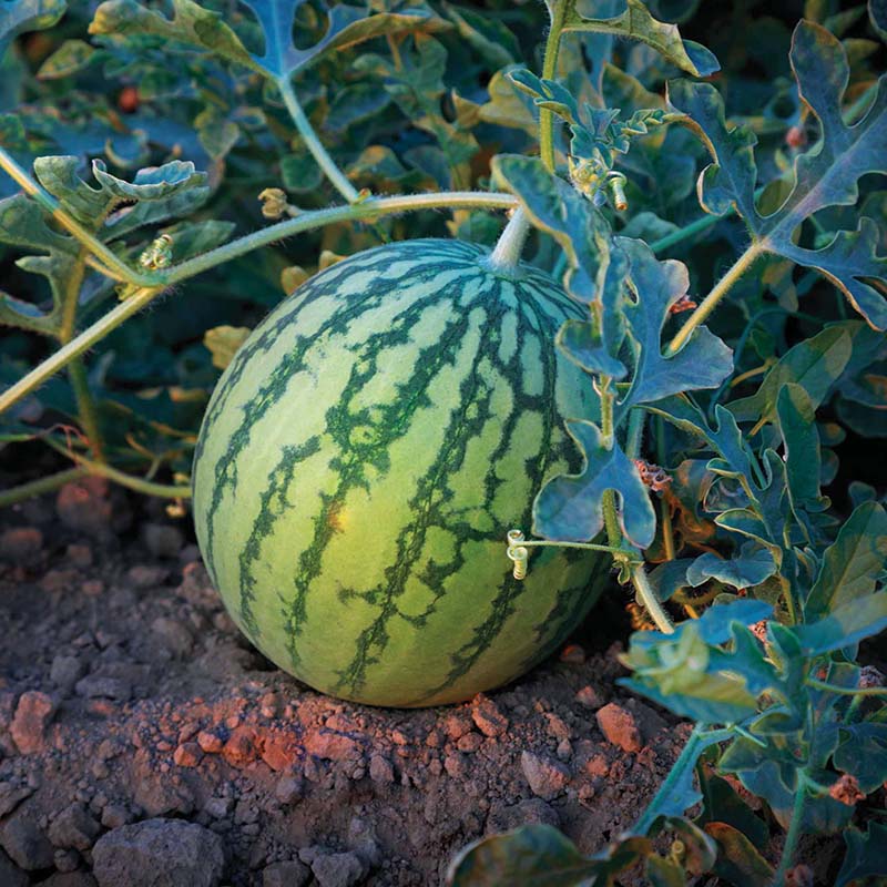 Watermelon Wild Card Plus F1 Seed – Harris Seeds