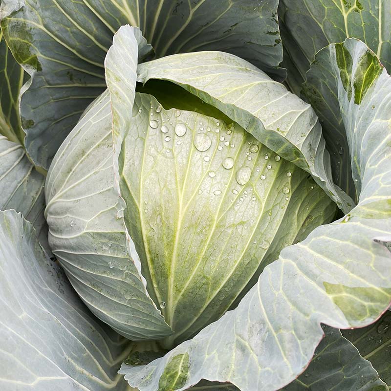 Cabbage Mohawk F1 Seed – Harris Seeds
