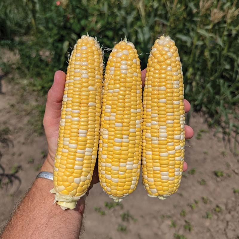 Sweet Corn M1 F1 Seed – Harris Seeds