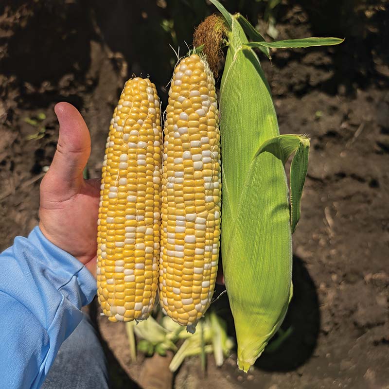 Sweet Corn M1 F1 Seed – Harris Seeds