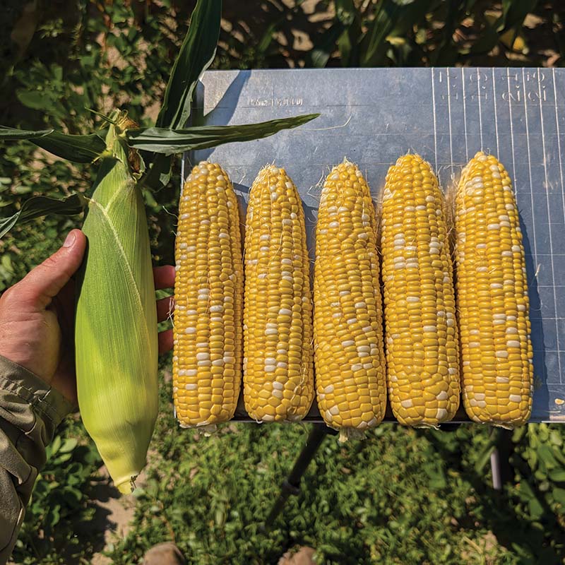Sweet Corn M1 F1 Seed – Harris Seeds