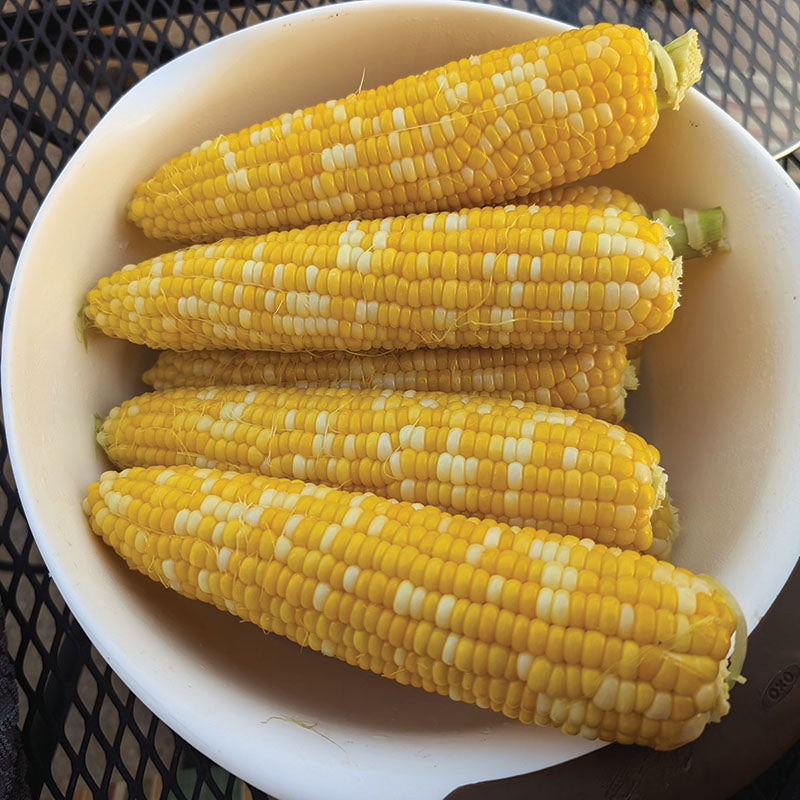 Sweet Corn M3 F1 Seed – Harris Seeds
