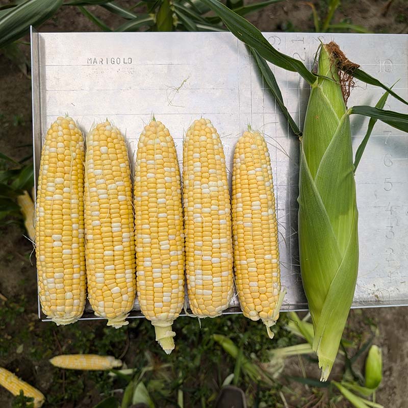 Sweet Corn GSX 704BC F1 Seed – Harris Seeds