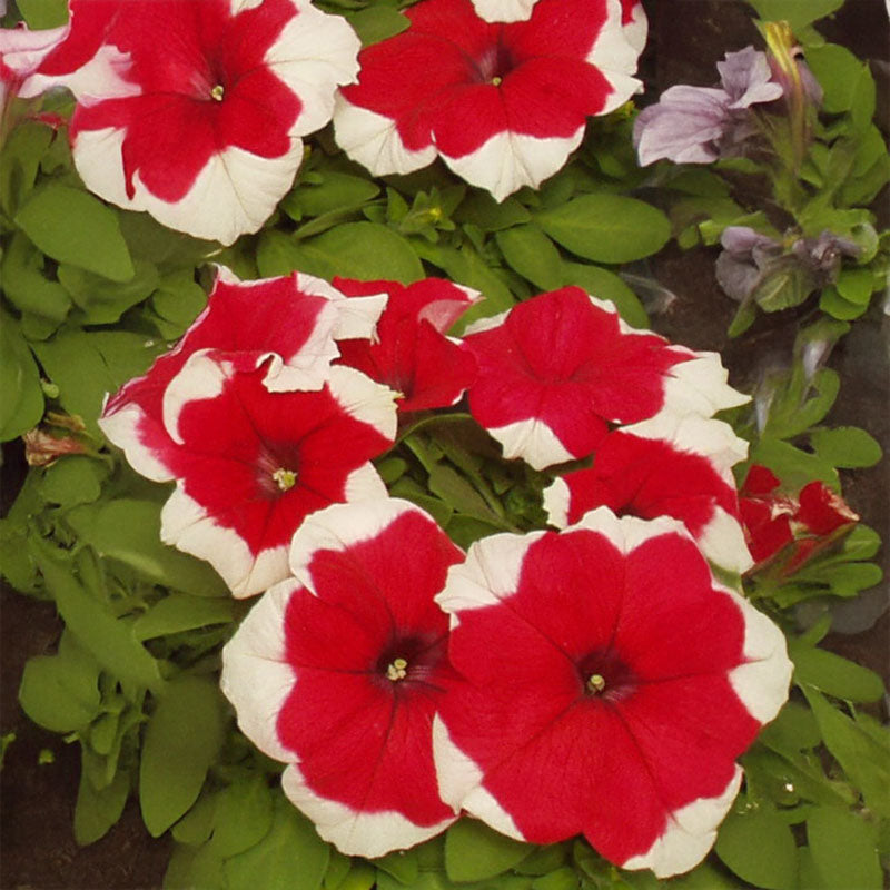 Petunia Dreams Picotee Red F1 Seed – Harris Seeds
