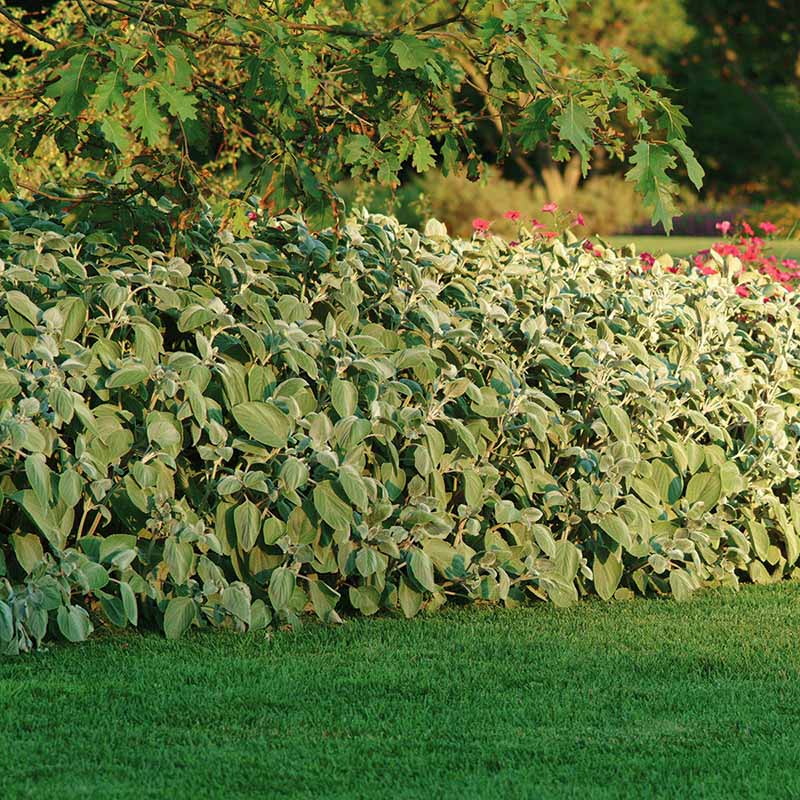 Plectranthus Silver Shield Seed – Harris Seeds
