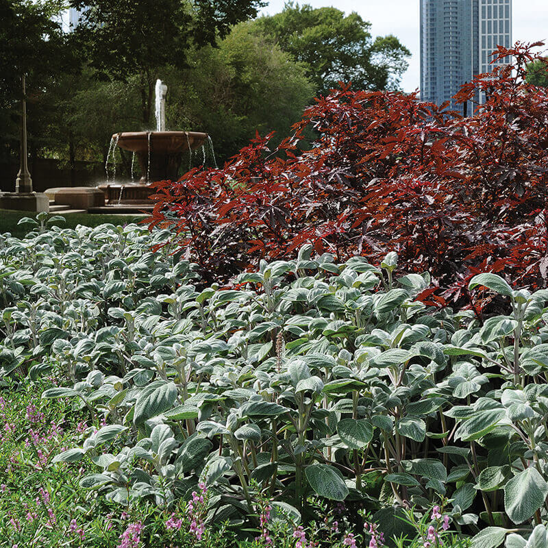 Plectranthus Silver Shield Seed – Harris Seeds