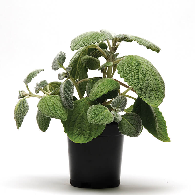 Plectranthus Silver Shield Seed – Harris Seeds