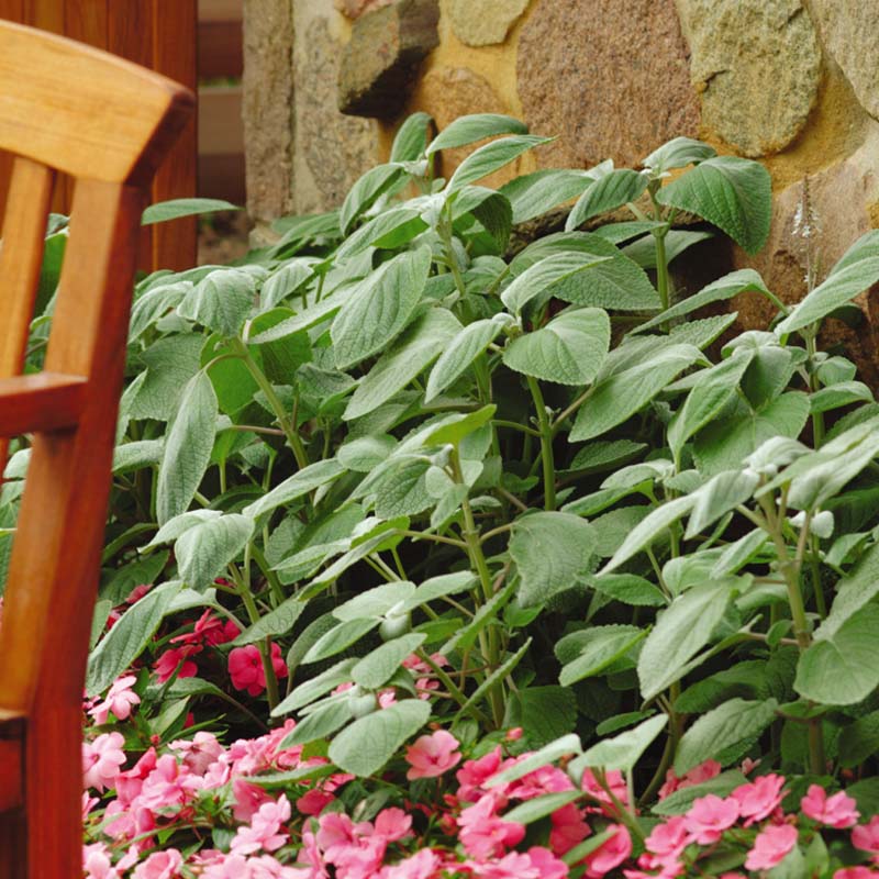 Plectranthus Silver Shield Seed – Harris Seeds