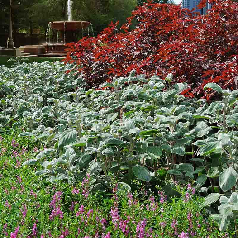 Plectranthus Silver Shield Seed – Harris Seeds