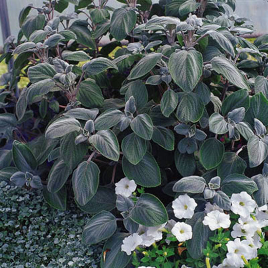 Plectranthus Silver Shield Seed – Harris Seeds