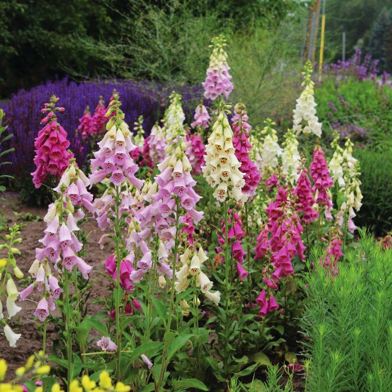 Digitalis Camelot Mix F1 Seed – Harris Seeds