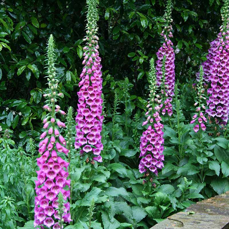 Digitalis Camelot Mix F1 Seed – Harris Seeds
