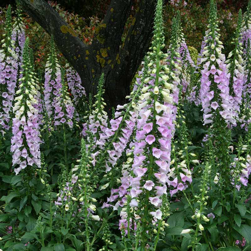 Digitalis Camelot Mix F1 Seed – Harris Seeds