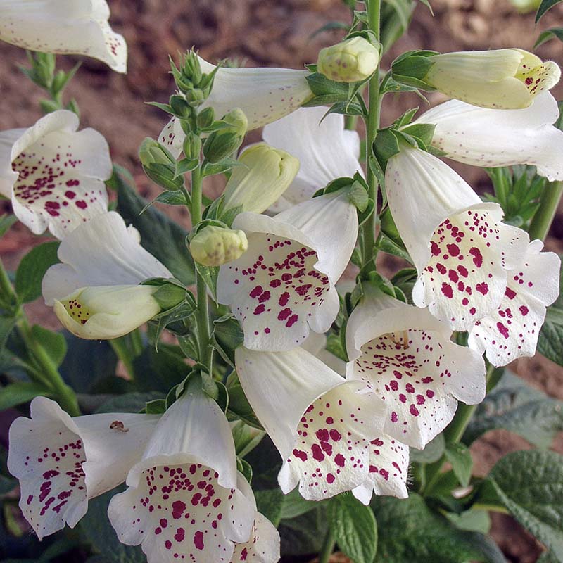Digitalis Camelot Mix F1 Seed – Harris Seeds