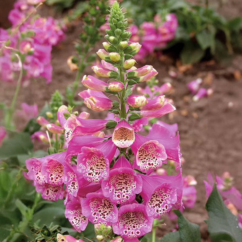 Digitalis Camelot Mix F1 Seed – Harris Seeds