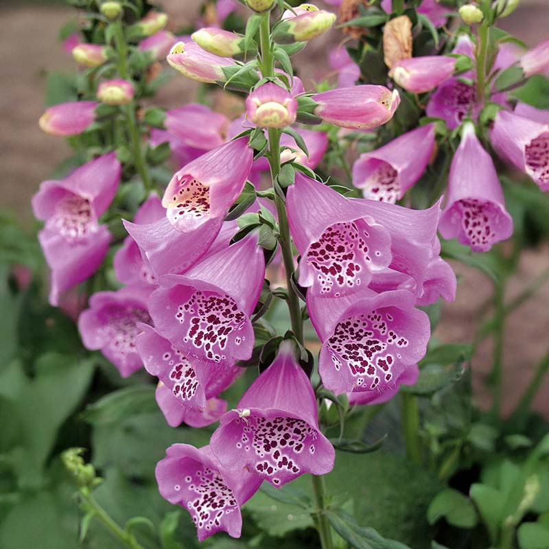 Digitalis Camelot Mix F1 Seed – Harris Seeds