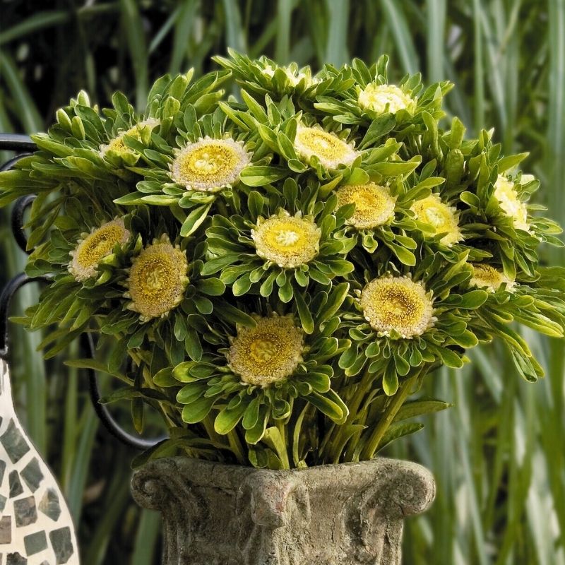 Aster Hulk Seed – Harris Seeds