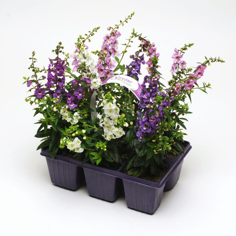 Angelonia Serena Mix F1 Seed – Harris Seeds