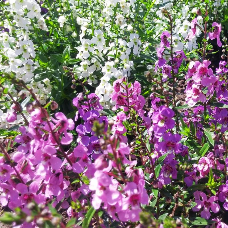 Angelonia Serena Mix F1 Seed – Harris Seeds