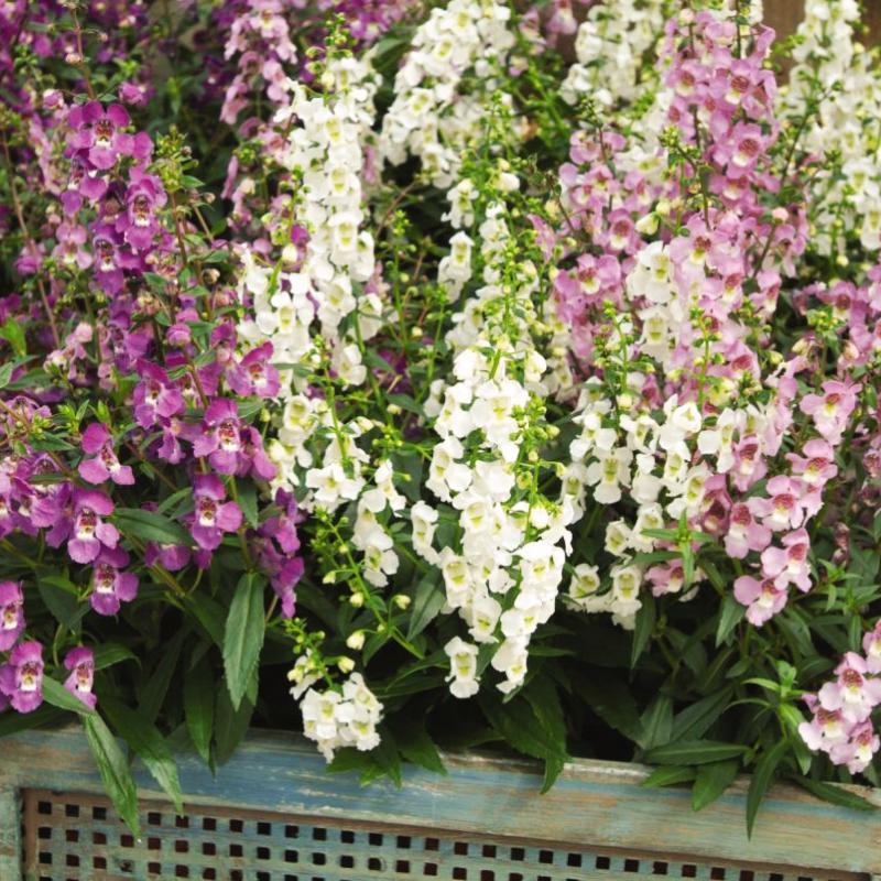 Angelonia Serena Mix F1 Seed – Harris Seeds