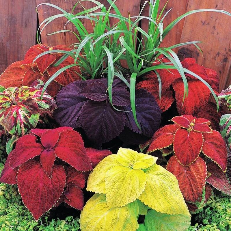 Coleus Giant Exhibition Mix Seed – Harris Seeds