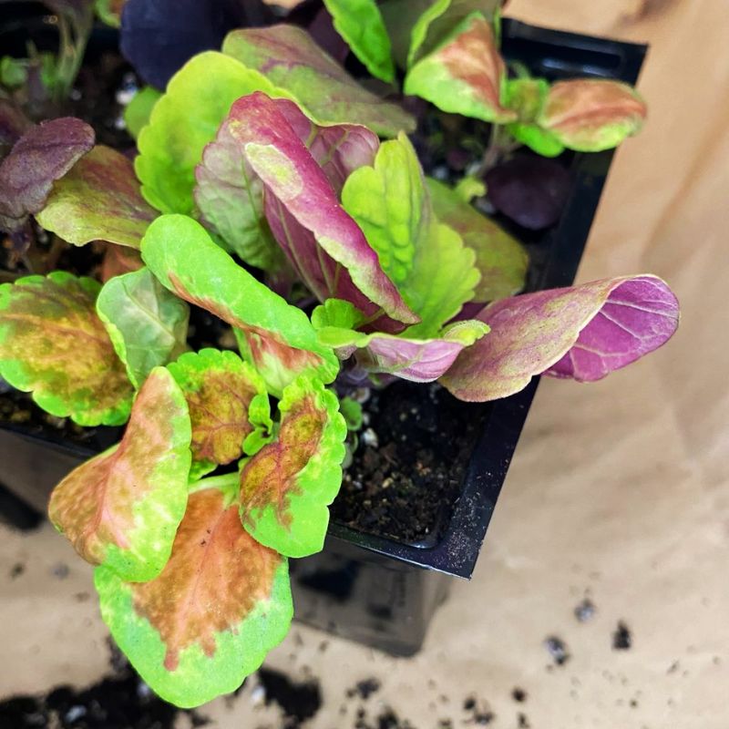 Coleus Giant Exhibition Mix Seed – Harris Seeds