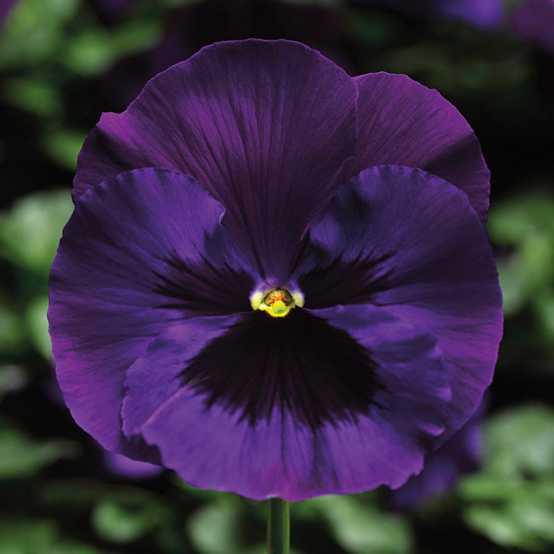 Pansy Delta Premium Neon Violet F1 Seed – Harris Seeds