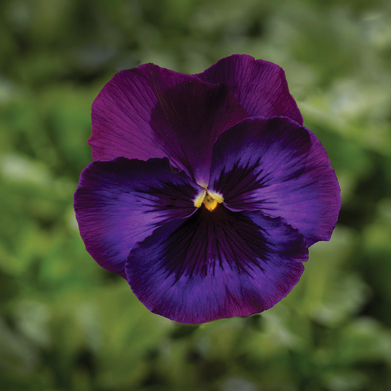 Pansy Delta Premium Neon Violet F1 Seed – Harris Seeds