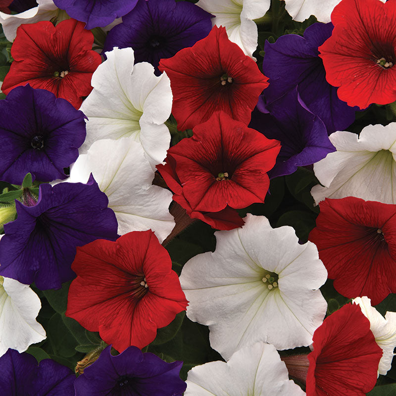 Wave Petunia Logo New Wave Perennials | Order Plants Online In