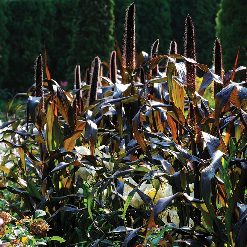 Ornamental Millet Jester F1 Seed – Harris Seeds