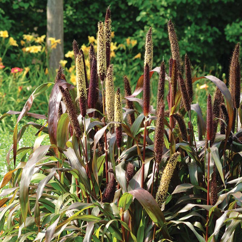 Ornamental Millet Jester F1 Seed – Harris Seeds