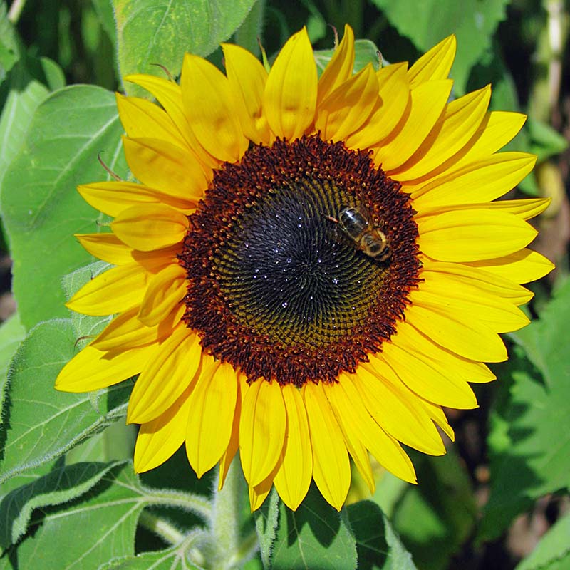 Sunflower Pollen-Free Collection Seed – Harris Seeds