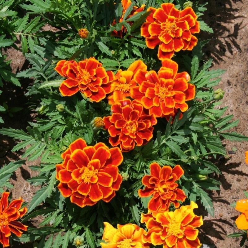 Marigold Durango Flame Seed – Harris Seeds