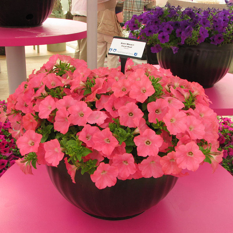 Petunia Easy Wave Coral Reef F1 Seed – Harris Seeds