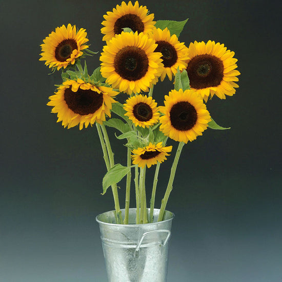 Sunflower Sunrich Summer Orange F1 Seed – Harris Seeds