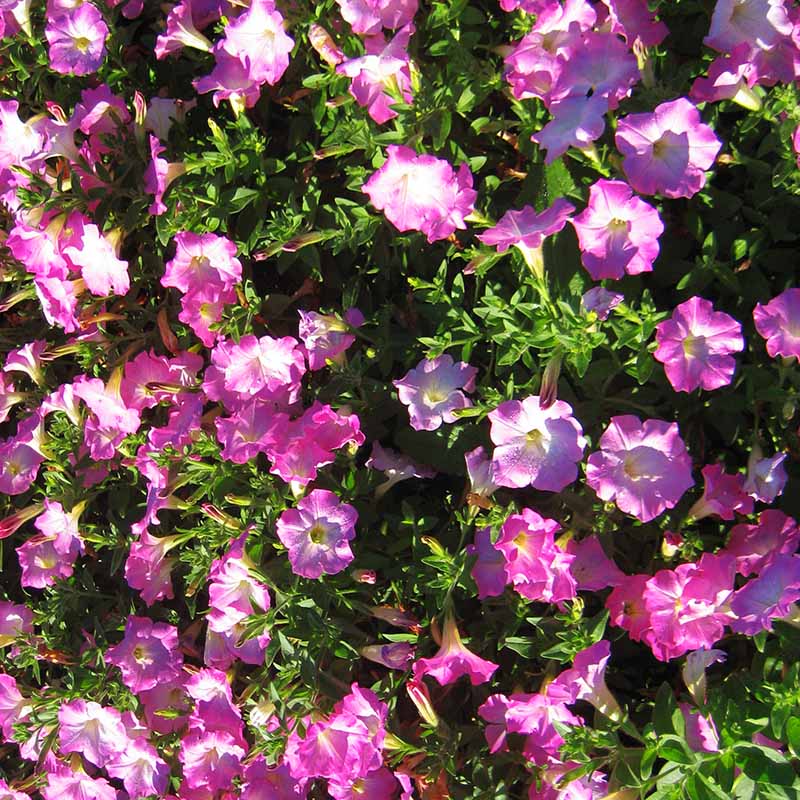 Petunia Opera Supreme Pink Morn F1 Seed – Harris Seeds