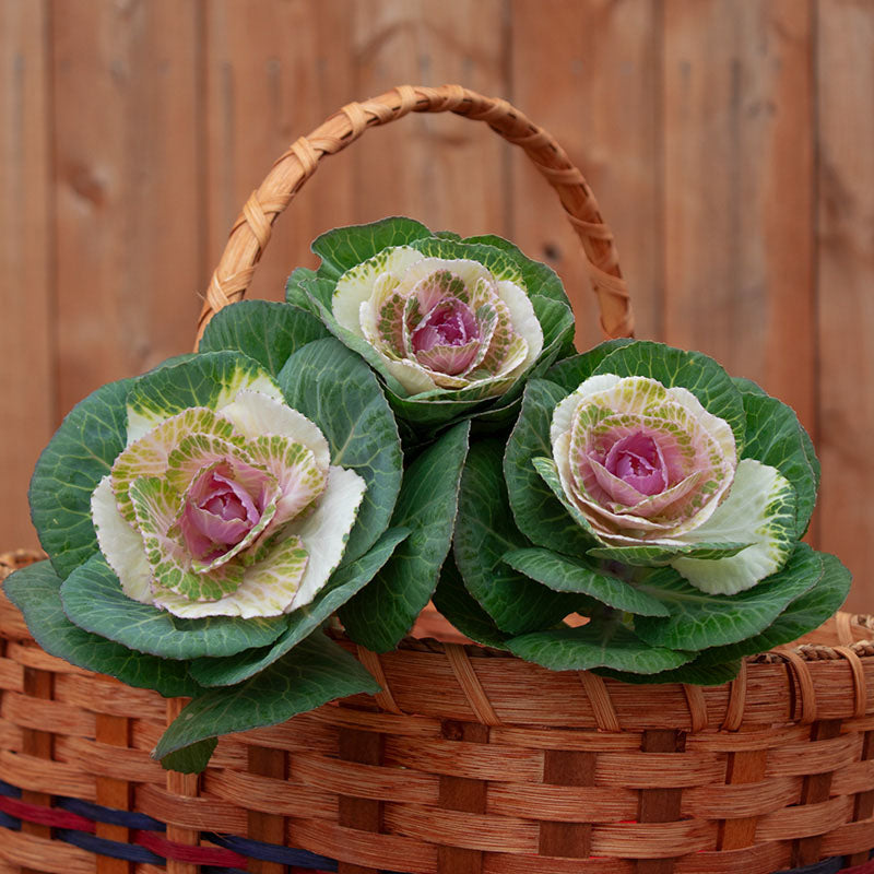 Ornamental Kale Crane Bicolor F1 Seed – Harris Seeds