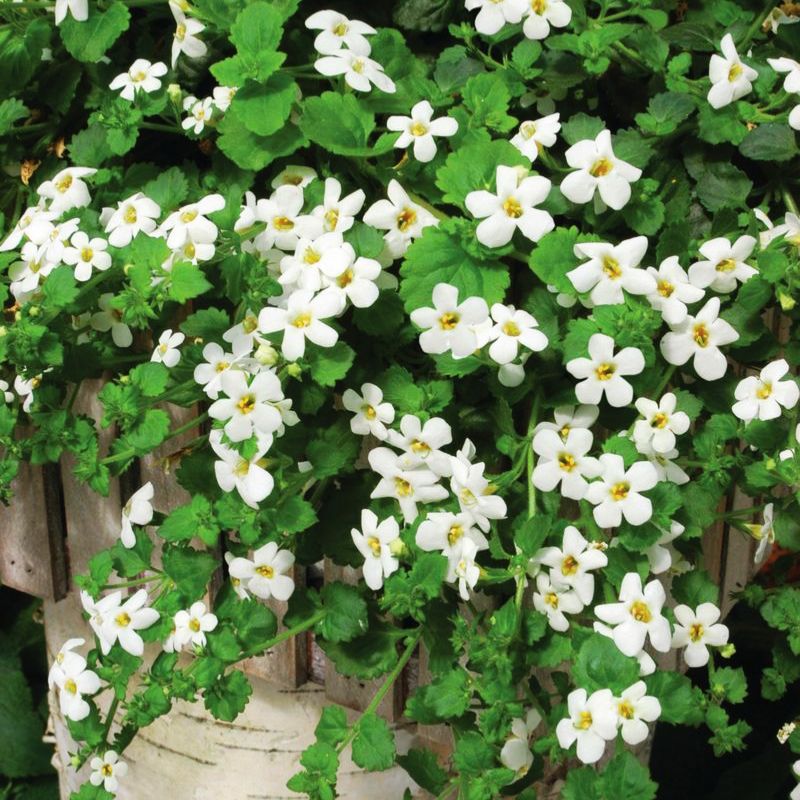 Bacopa Snowtopia® Seed – Harris Seeds