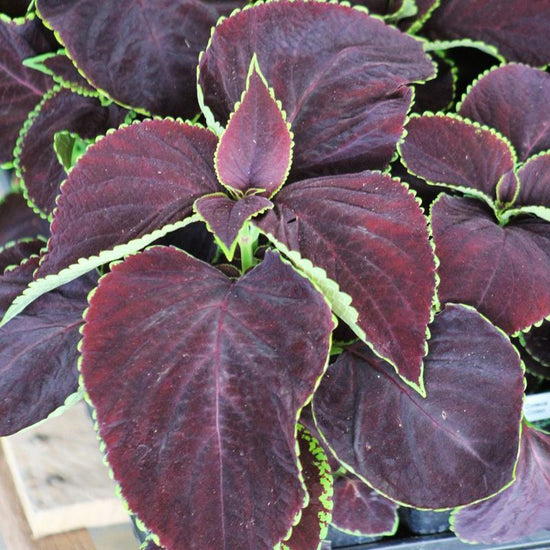 Coleus Chocolate Mint Seed – Harris Seeds