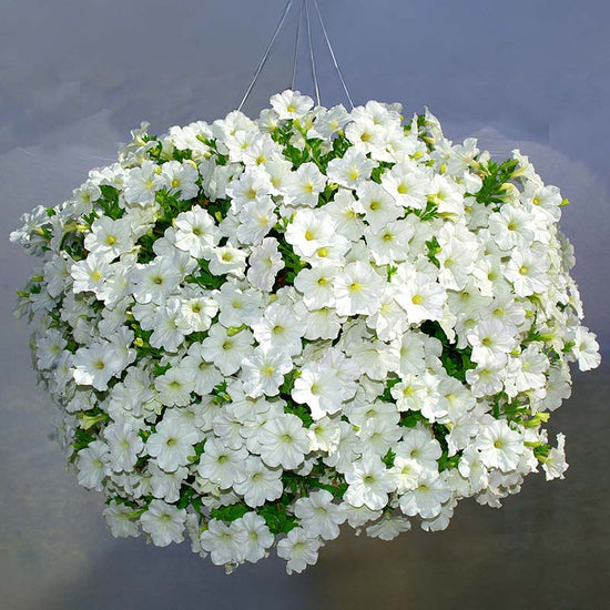 Petunia Opera Supreme White F1 Seed – Harris Seeds