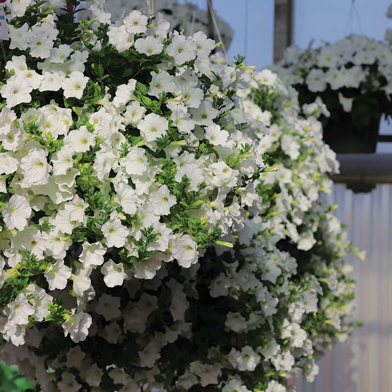 Petunia Opera Supreme White F1 Seed – Harris Seeds