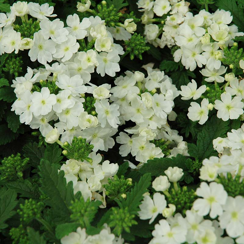 White Verbena Perennial 17 Beautiful White Flowers For Your Garden