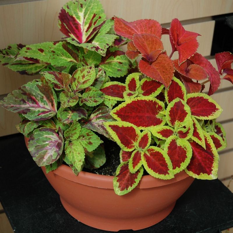 Coleus Wizard Select Mix Seed – Harris Seeds