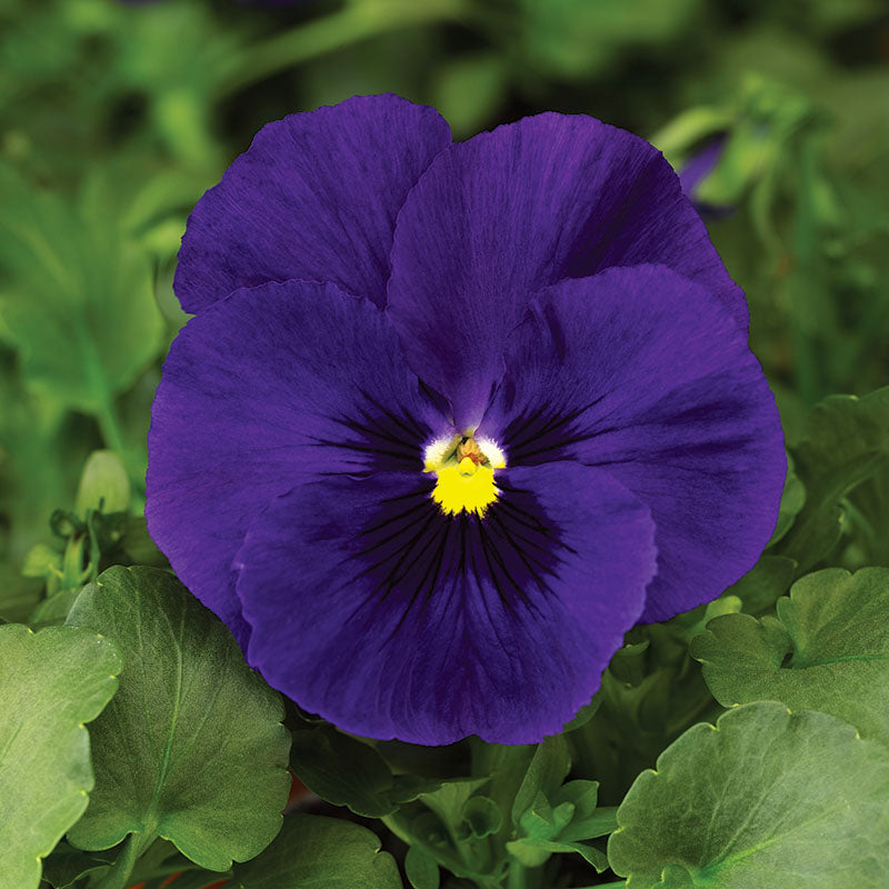 Pansy Delta Premium Mix F1 Seed – Harris Seeds