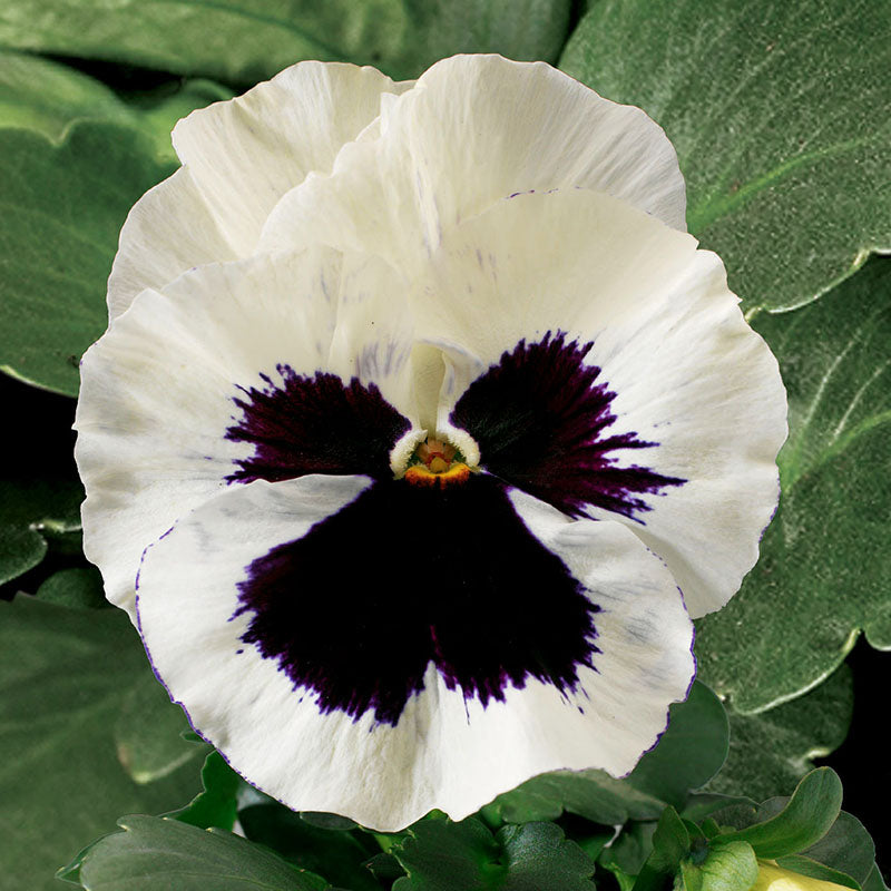 Pansy Delta Premium Mix F1 Seed – Harris Seeds