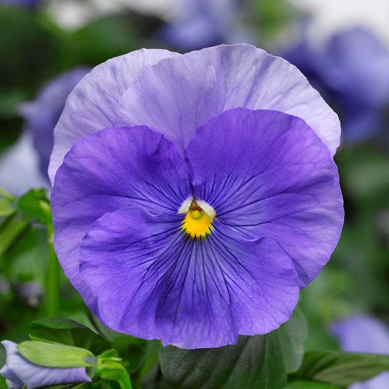 Pansy Delta Premium Mix F1 Seed – Harris Seeds