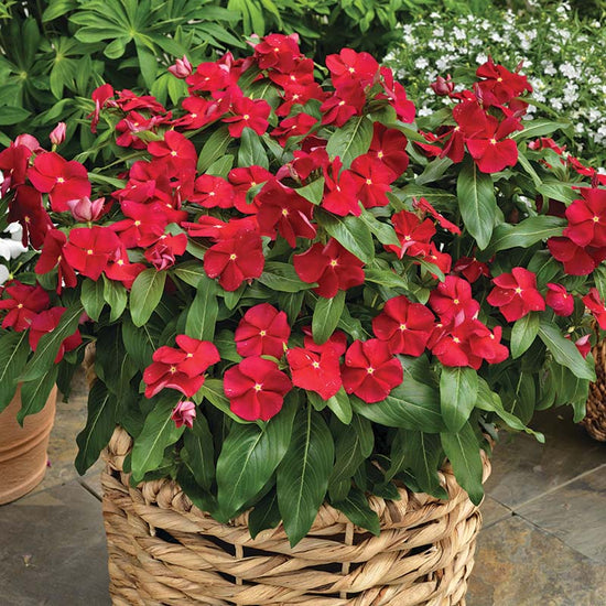 Vinca Cora Mix F1 Seed – Harris Seeds
