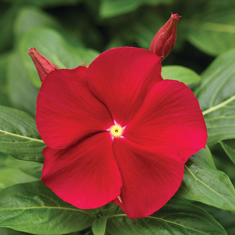 Vinca Cora Mix F1 Seed – Harris Seeds